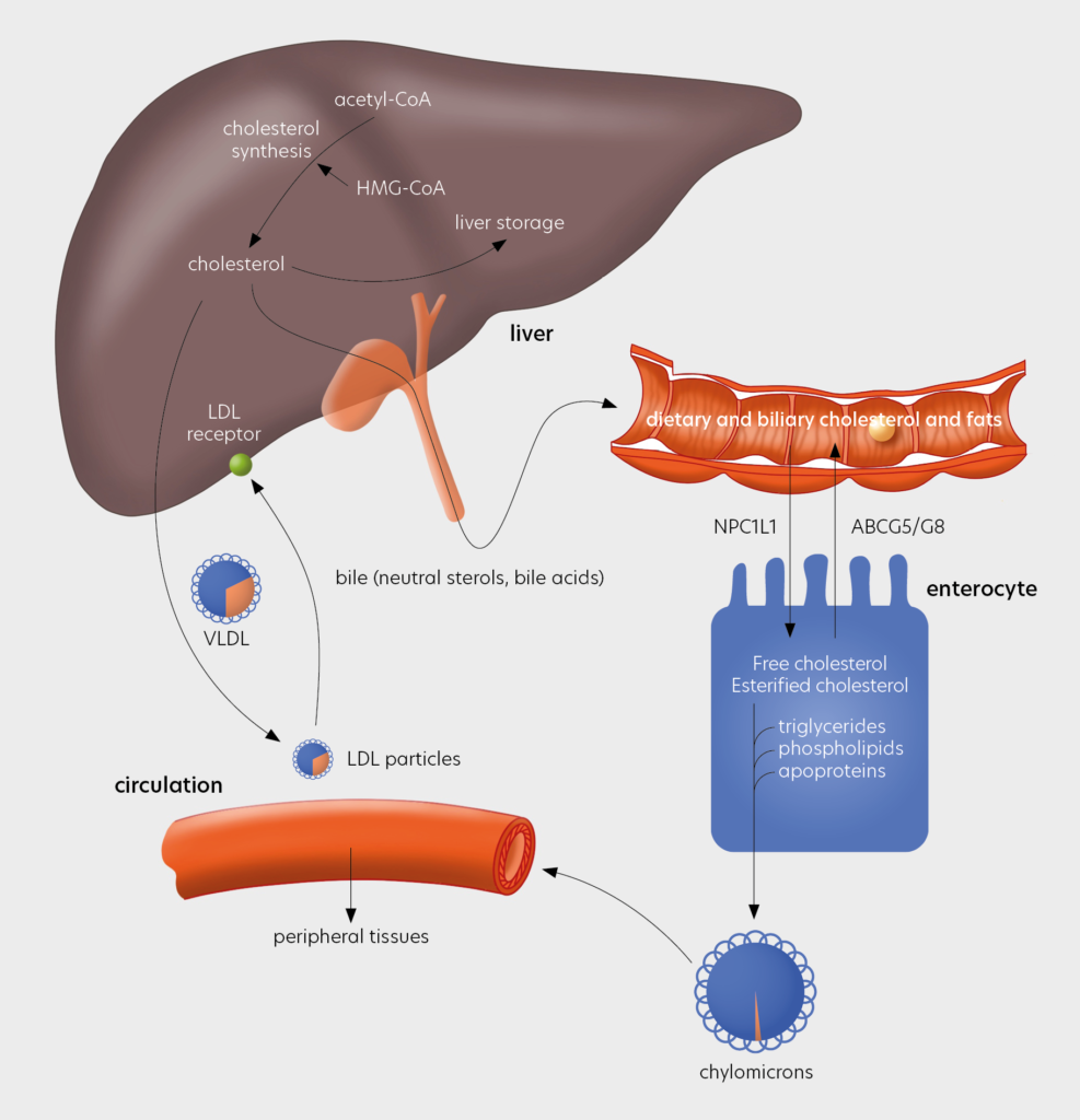 Colesterol LDL – Lipid Tools